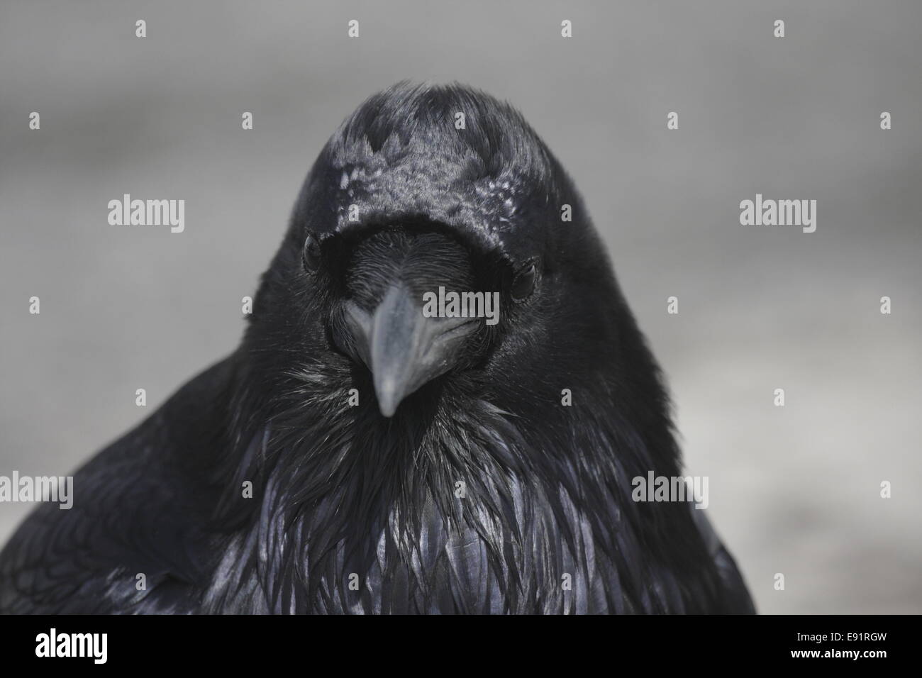Common Raven Portrait Stock Photo - Alamy