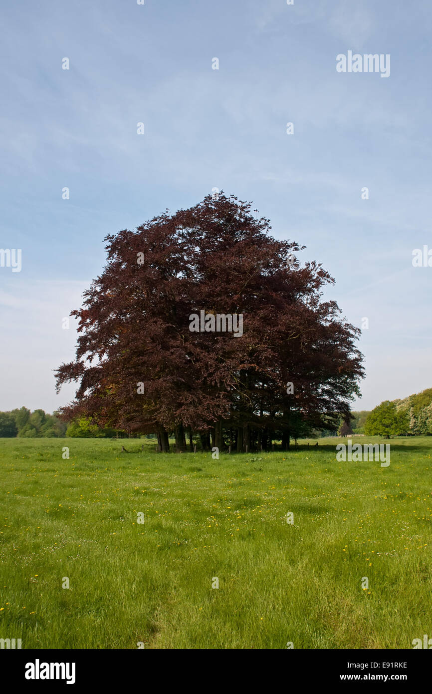 Red beech grove hi-res stock photography and images - Alamy
