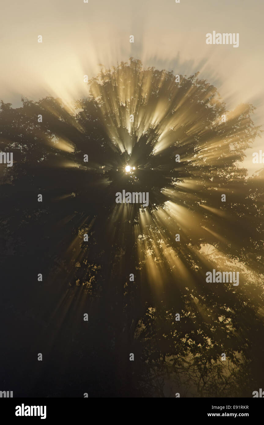 Shafts of sunlight at sunrise Stock Photo - Alamy