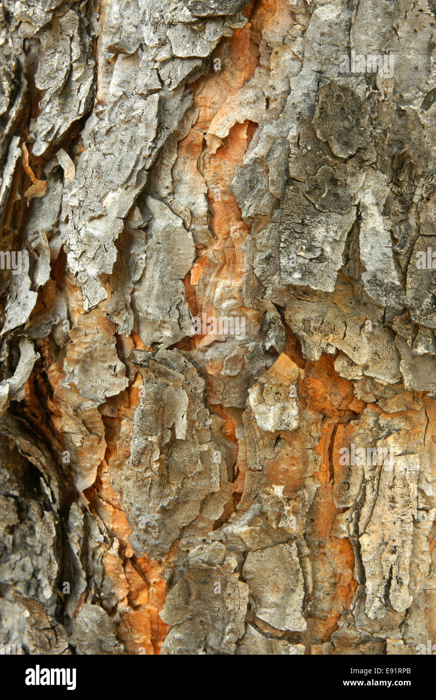 Pine-tree bark texture Stock Photo - Alamy