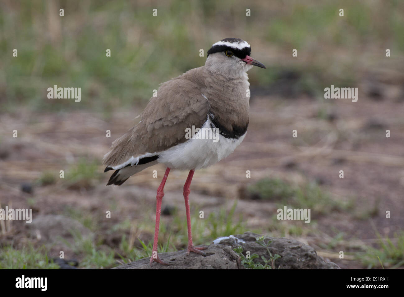 Crowned Plover High Resolution Stock Photography and Images - Alamy