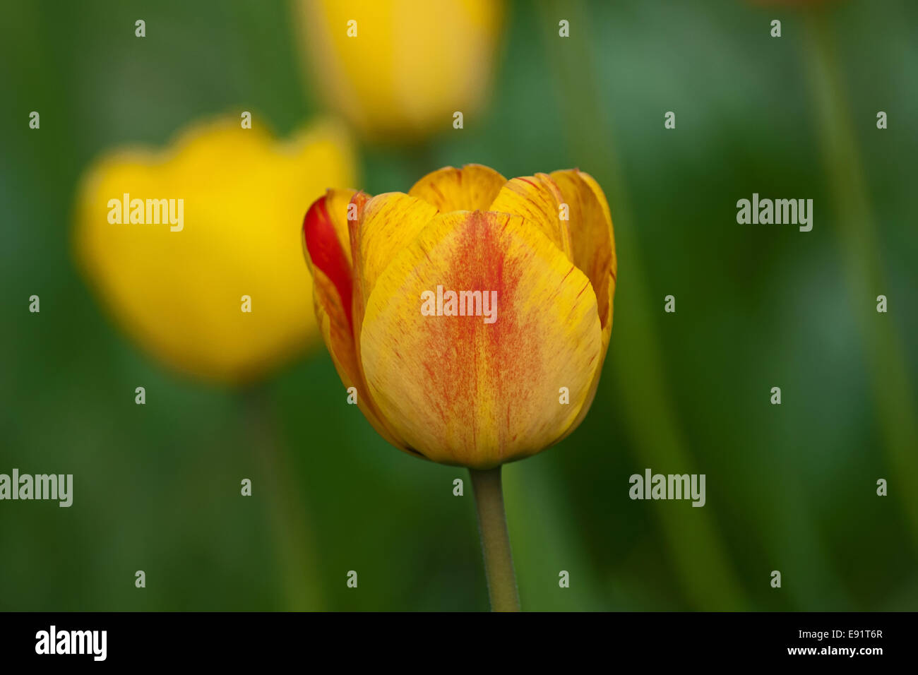 red-yellow coloured tulips Stock Photo - Alamy