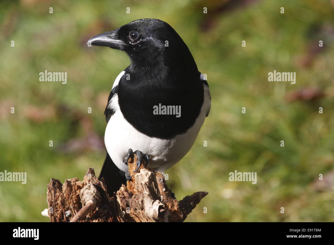 Echte elstern hi-res stock photography and images - Alamy