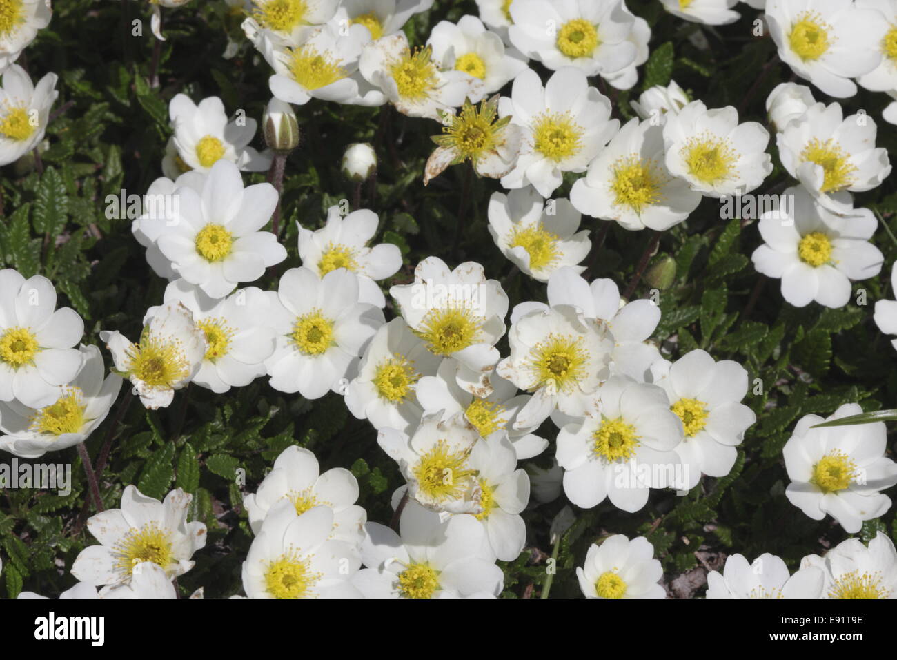 White dryas hi-res stock photography and images - Alamy