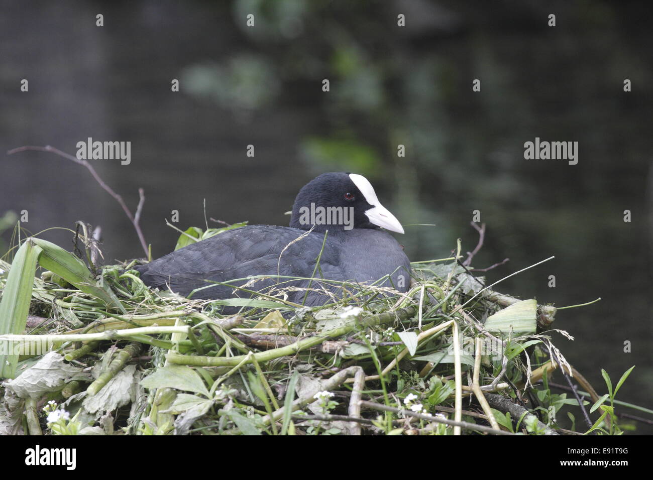 Bald Coot High Resolution Stock Photography and Images - Alamy