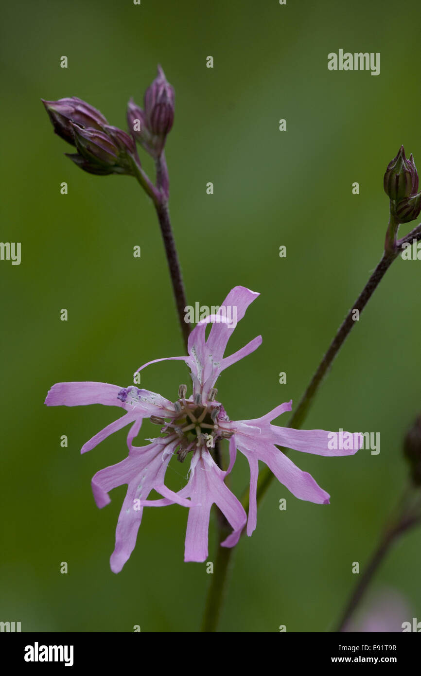 Caryphyllaceae hi-res stock photography and images - Alamy