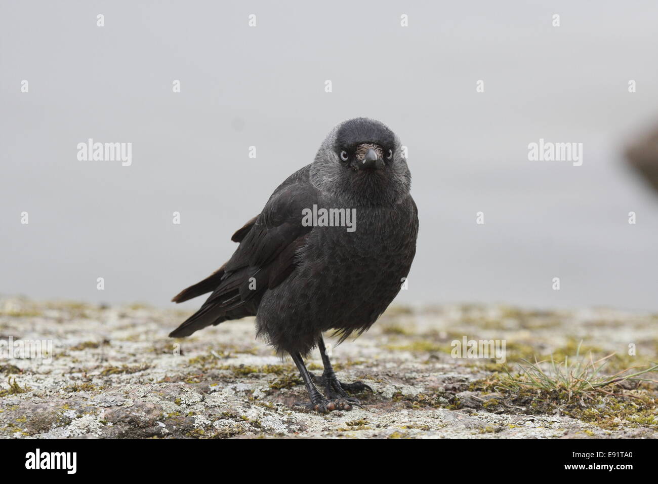 Eurasian jackdaw hi-res stock photography and images - Alamy