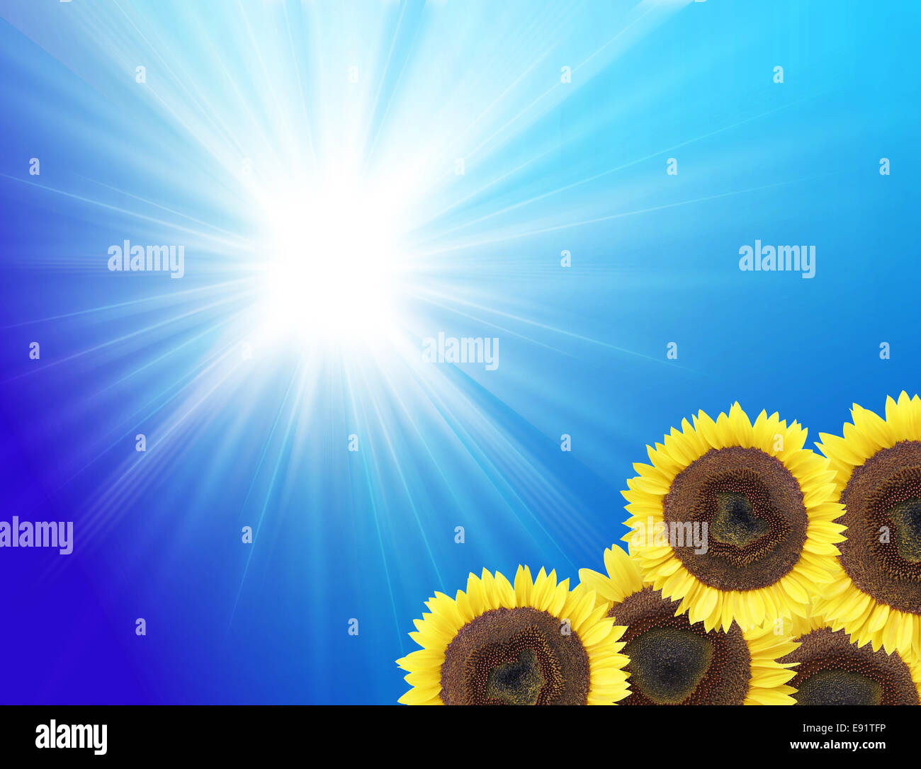 streaming sunlight and sunflowers Stock Photo - Alamy