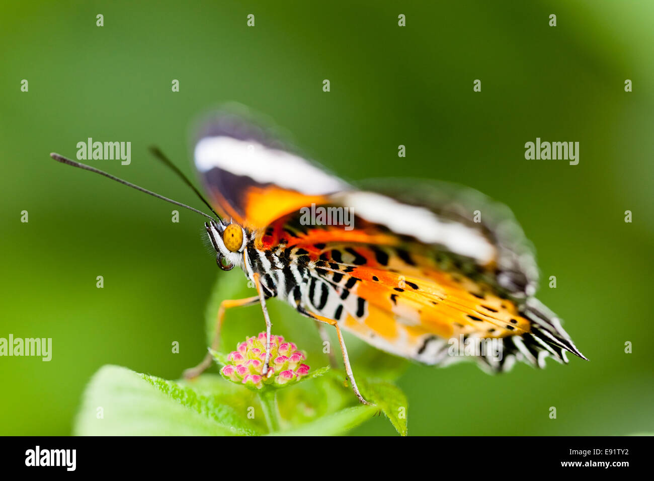 Monarch butterfly flight pattern hi-res stock photography and images ...