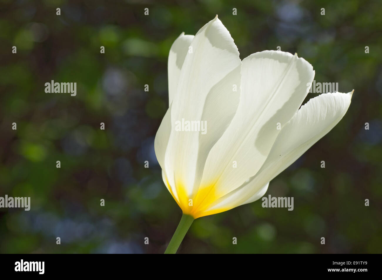 White tulip in back light Stock Photo - Alamy