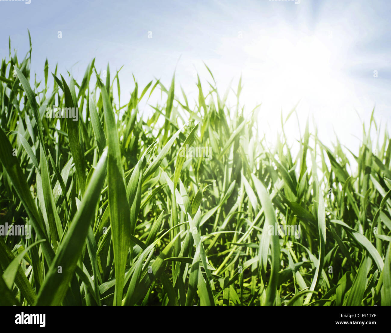 grass and sun Stock Photo - Alamy