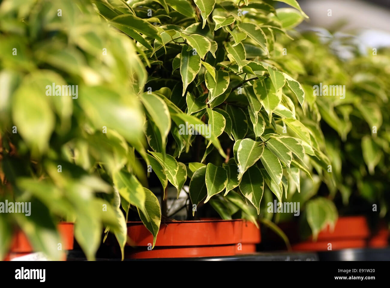 Ficus garden hi-res stock photography and images - Alamy