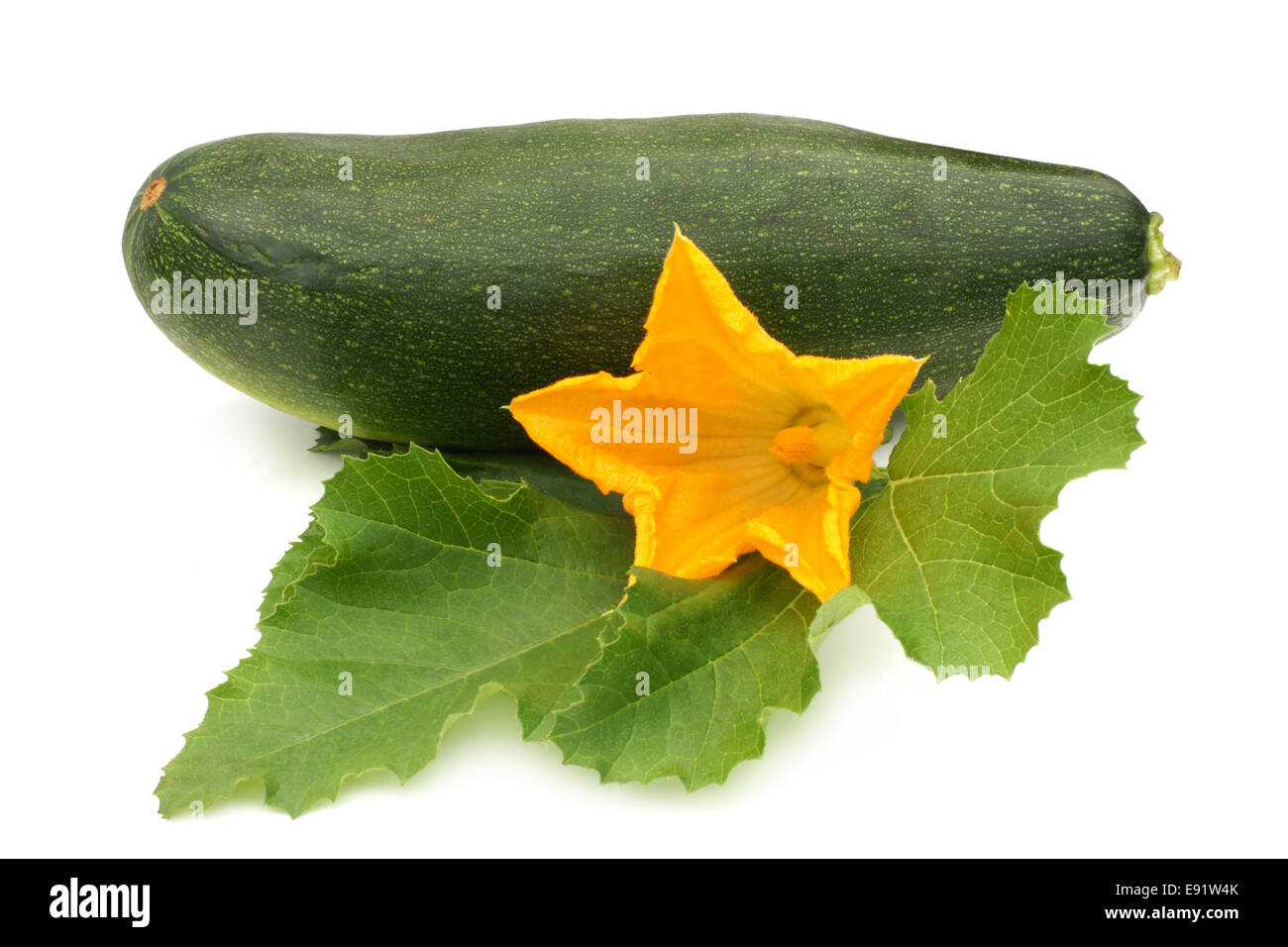 Fresh vegetable marrow Cut Out Stock Images & Pictures - Alamy