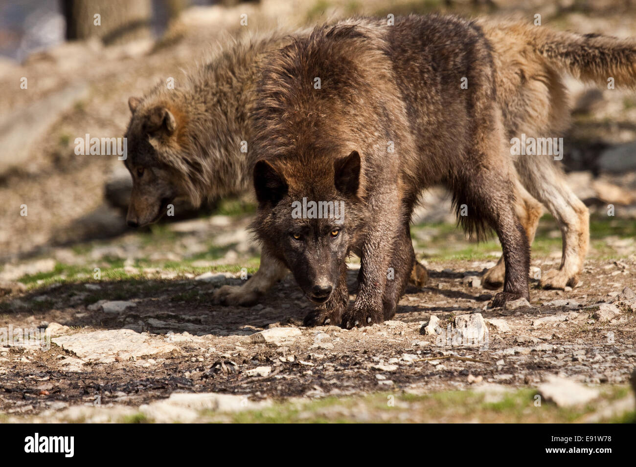 Eastern wolf hi-res stock photography and images - Alamy