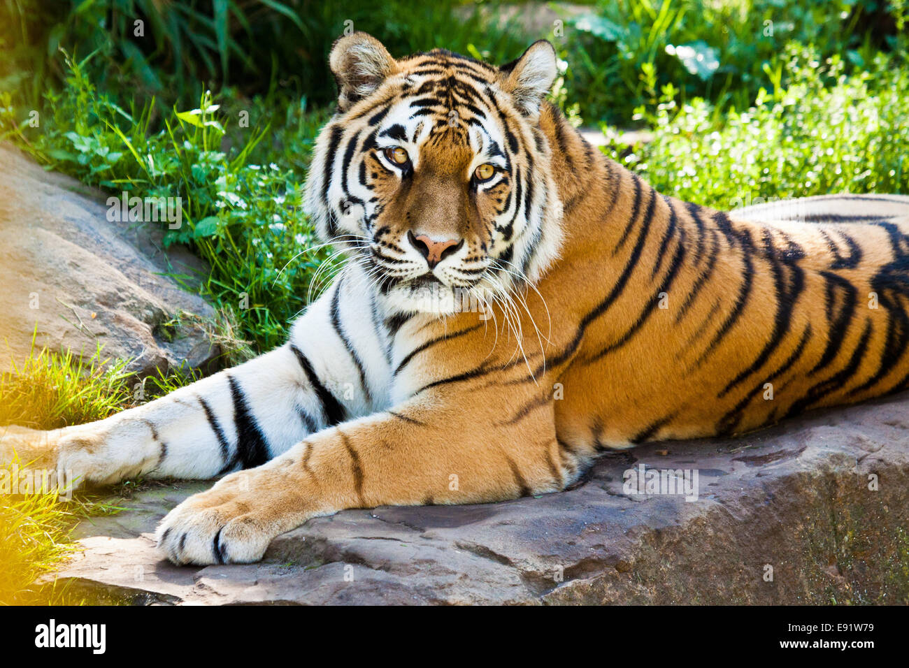 Siberian tiger (Panthera tigris altaica Stock Photo - Alamy