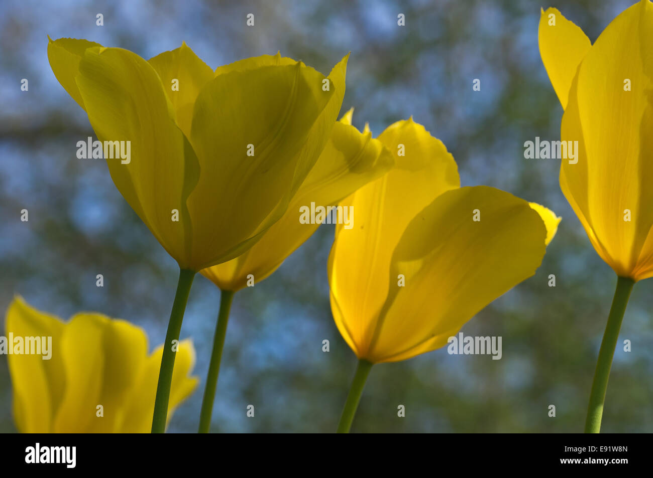 Glorious tulips in yellow hi-res stock photography and images - Alamy