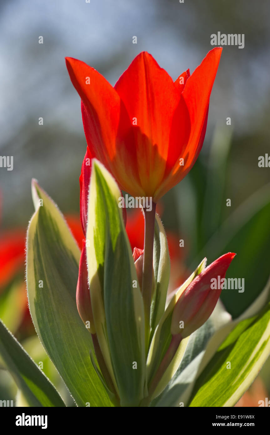 Tulip in backlight hi-res stock photography and images - Alamy
