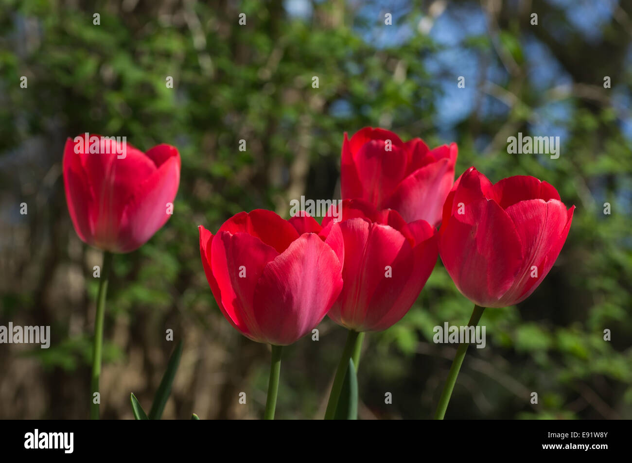 Five pedal hi-res stock photography and images - Alamy