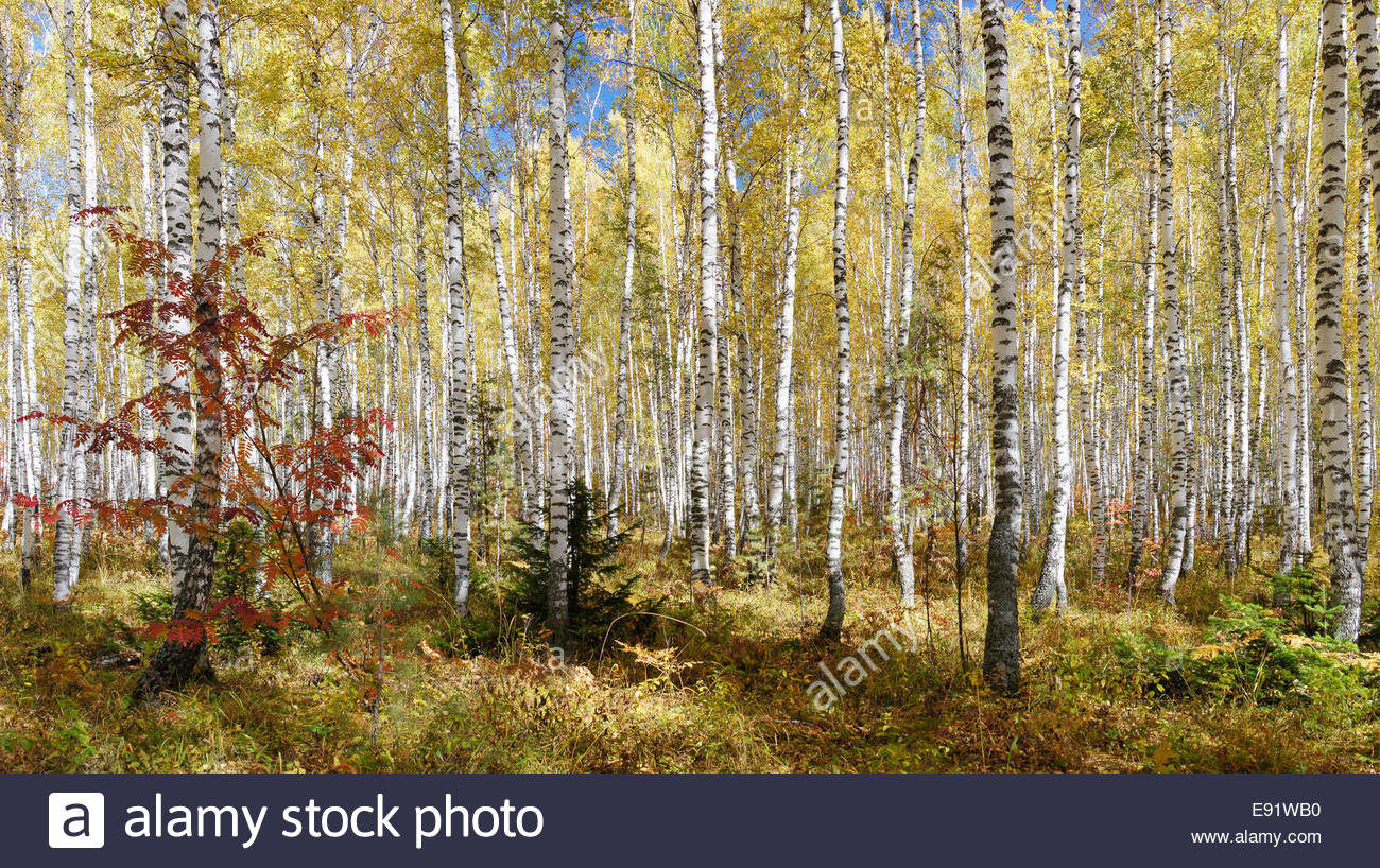 White Birch Tree In Autumn Stock Photos & White Birch Tree In Autumn ...