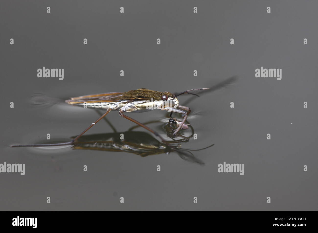 Water strider hi-res stock photography and images - Alamy