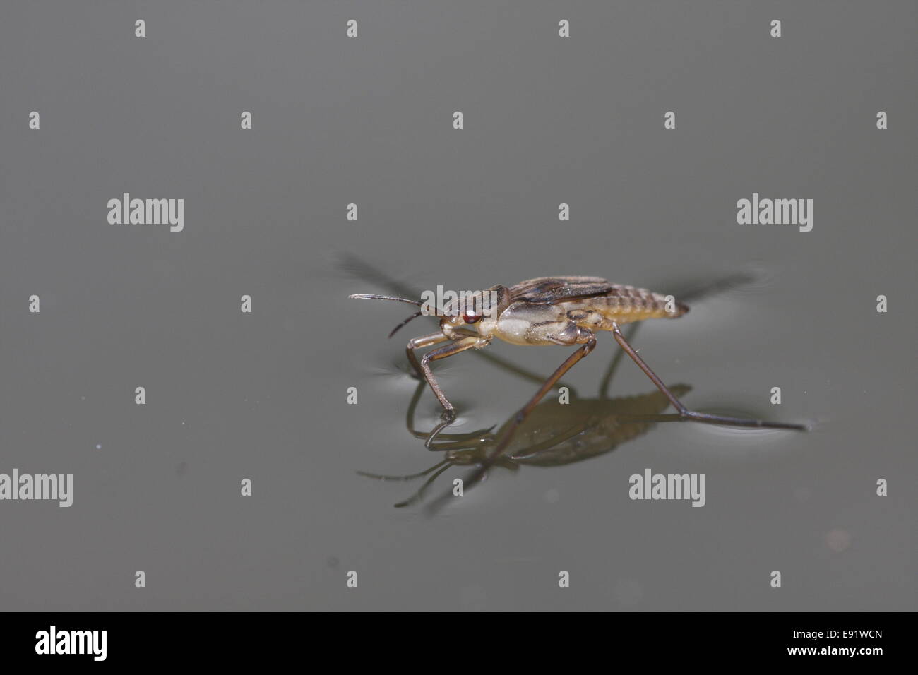 Water strider hi-res stock photography and images - Alamy