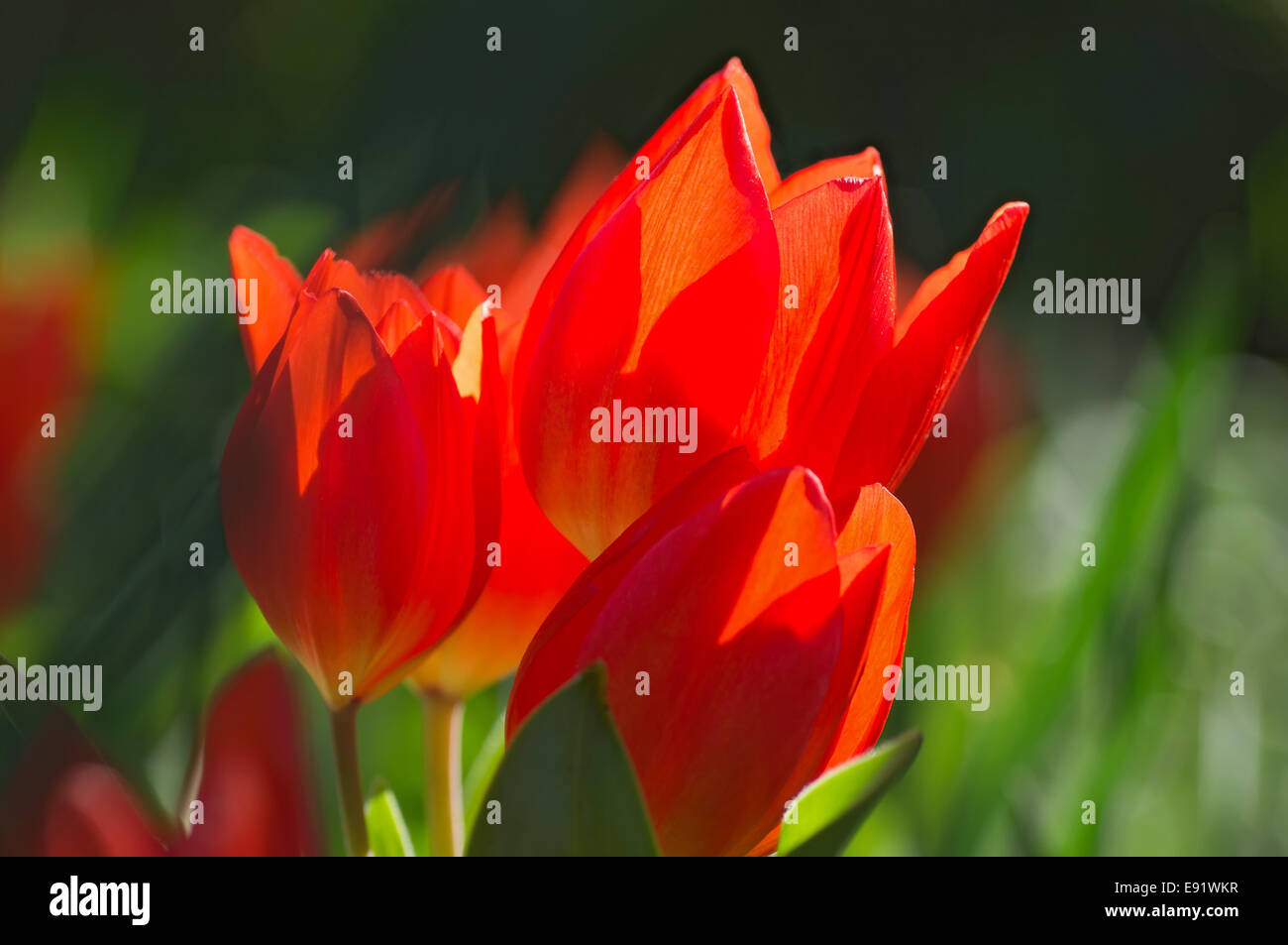 Red tulips in back light Stock Photo - Alamy