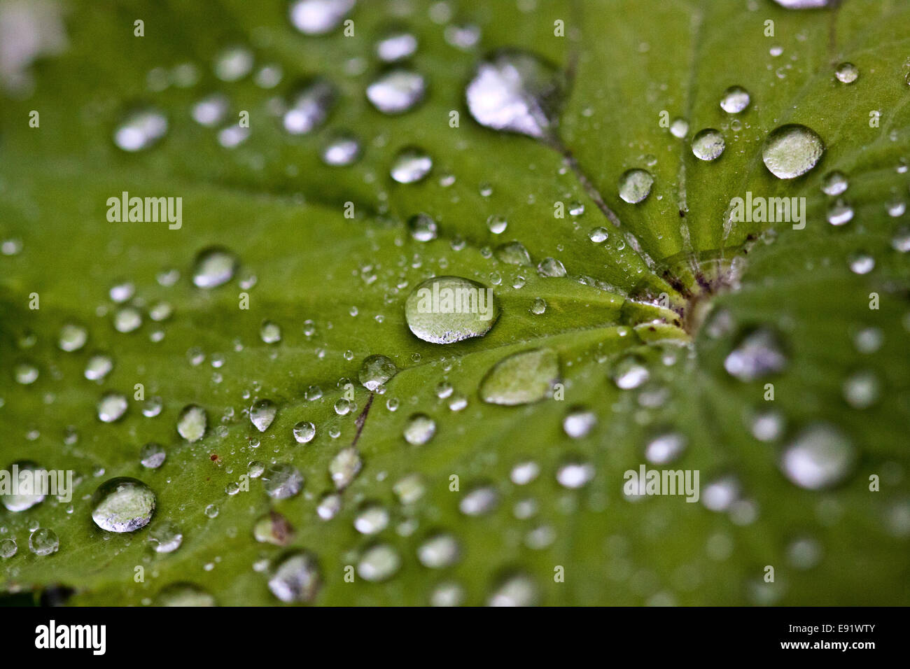 water drops on leaf Stock Photo - Alamy