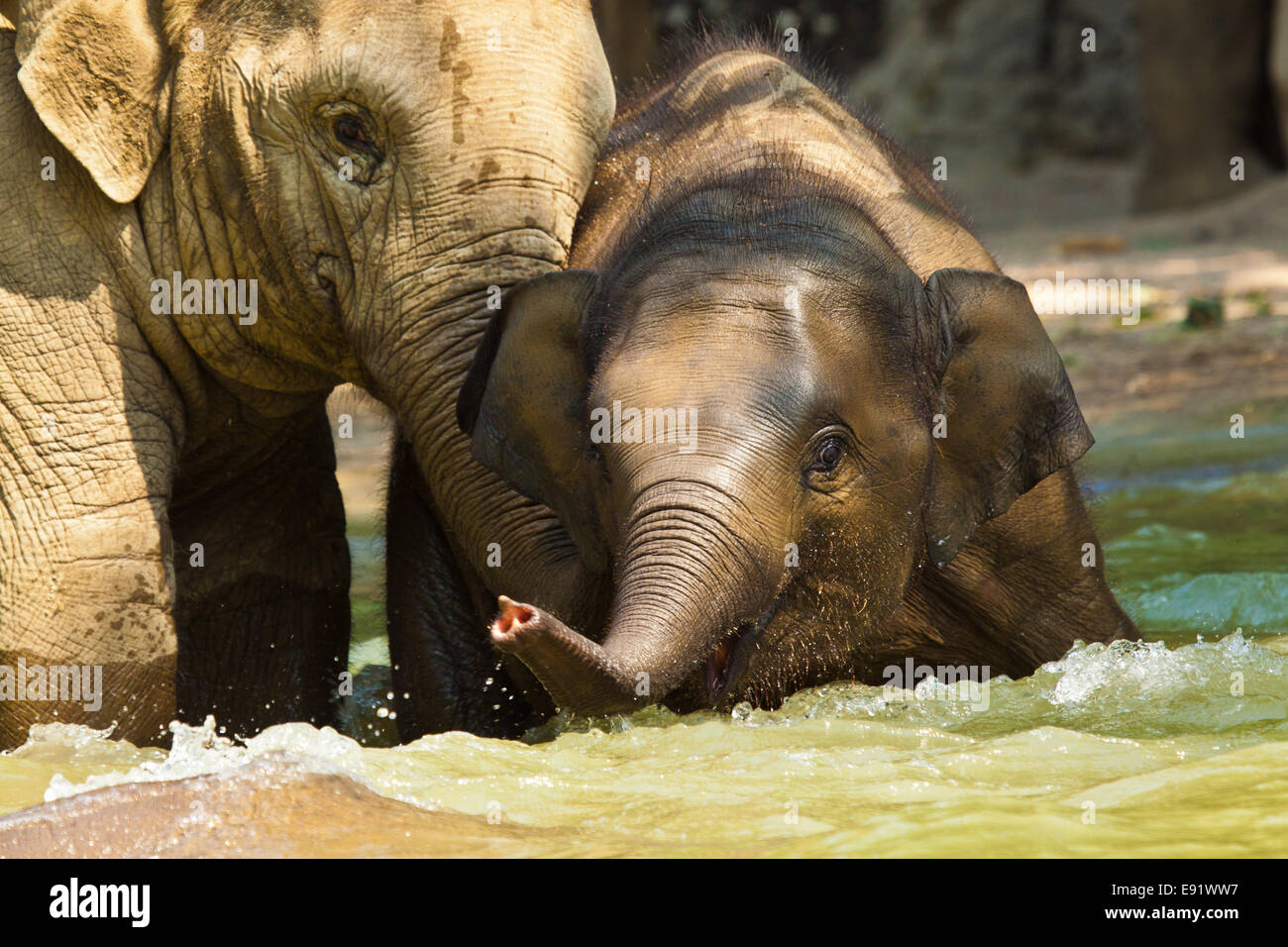Asian elephant (Elephas maximus Stock Photo - Alamy