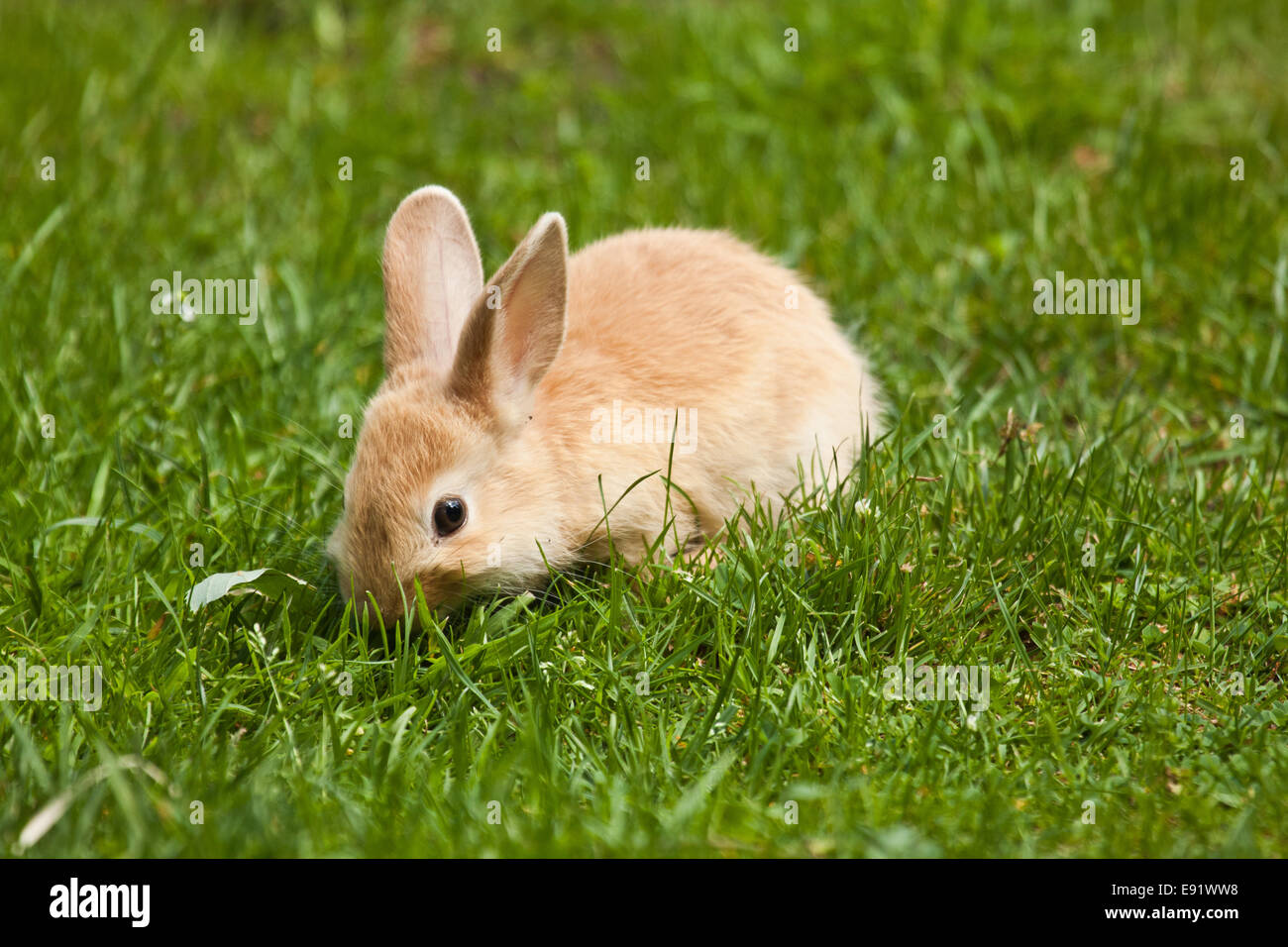 pet rabbit (Oryctolagus cuniculus Stock Photo - Alamy