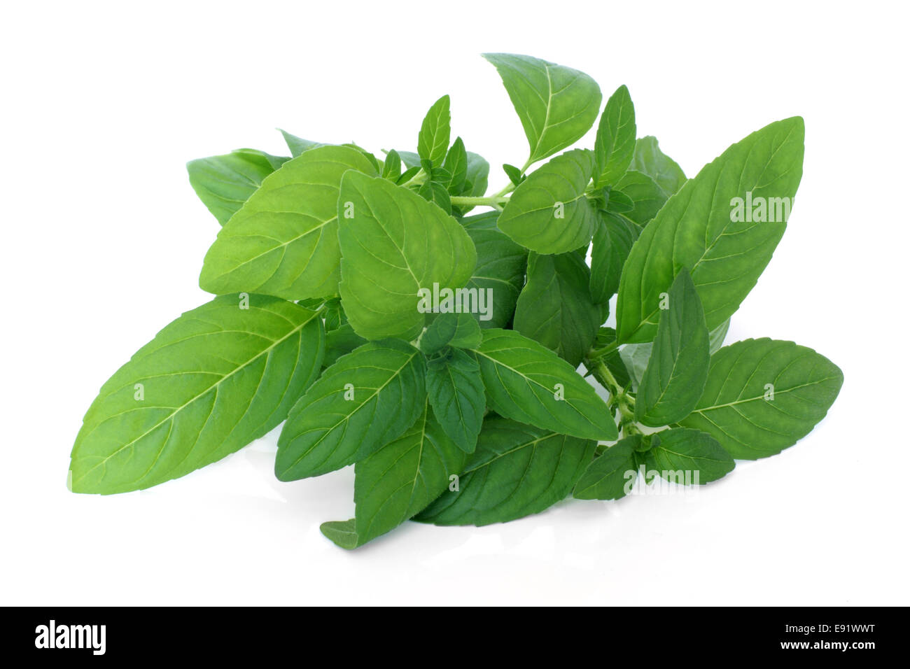 Real peppermint hi-res stock photography and images - Alamy