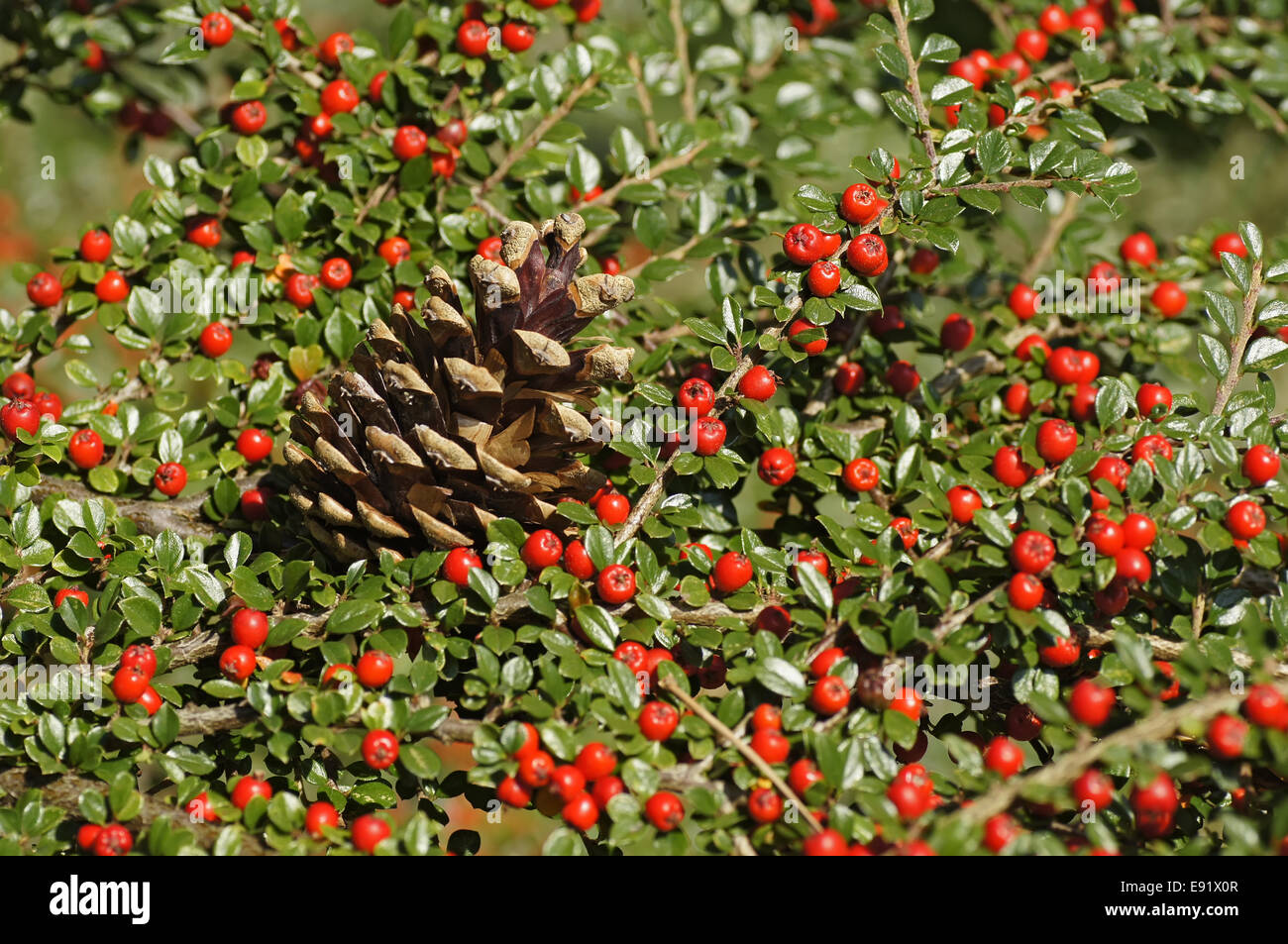 Cotoneaster integerrimus with fir cone Stock Photo - Alamy