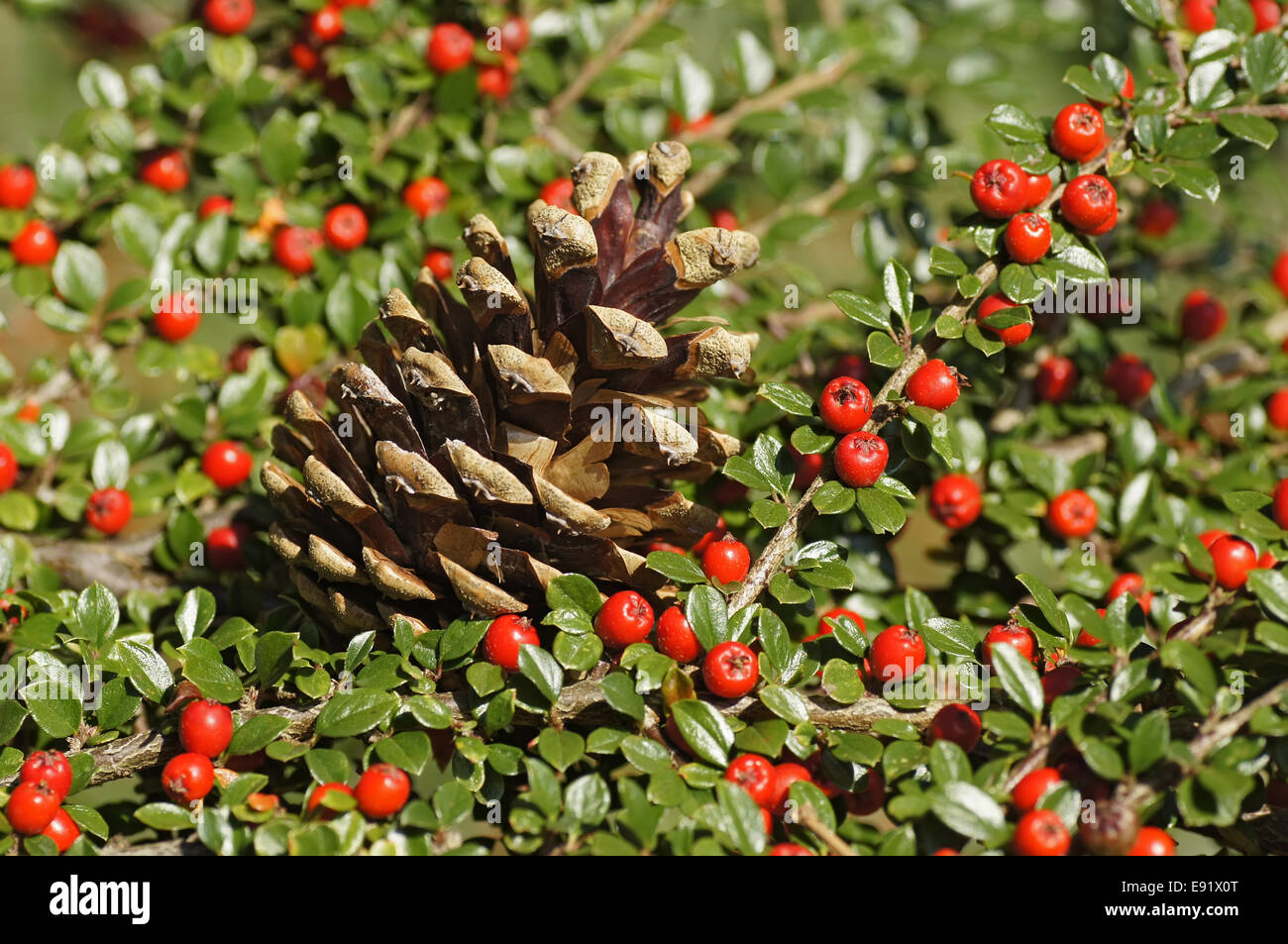 Cotoneaster integerrimus hi-res stock photography and images - Alamy
