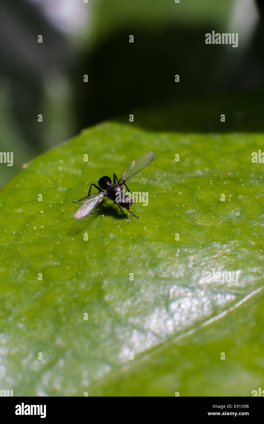 A little ant fly on a green leaf Stock Photo - Alamy