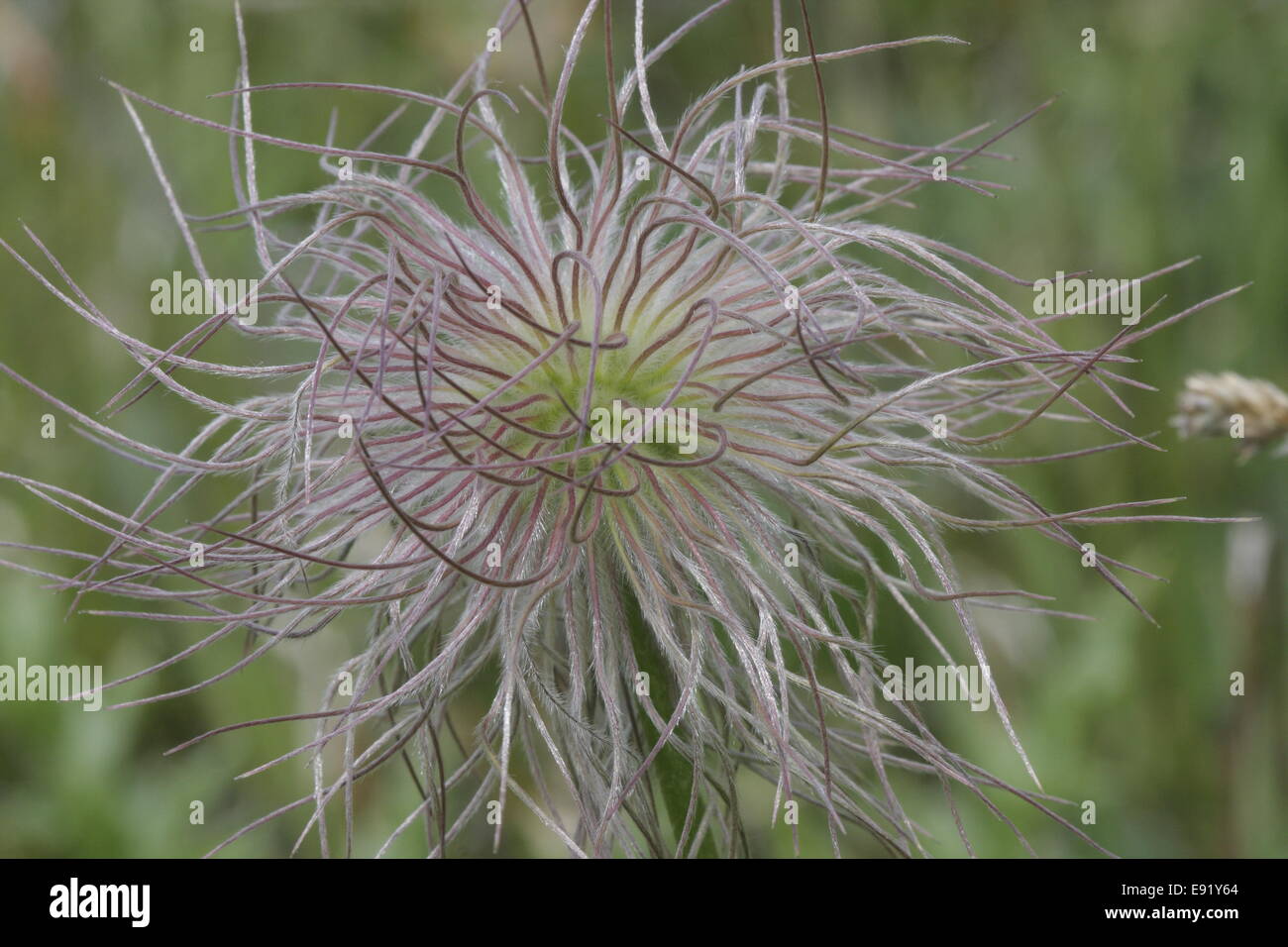 Fruit of the Alpine Anemone Stock Photo - Alamy