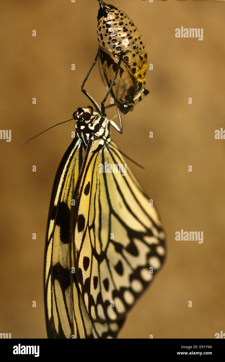 Paper kite idea leuconoe butterfly pupa hi-res stock photography and ...