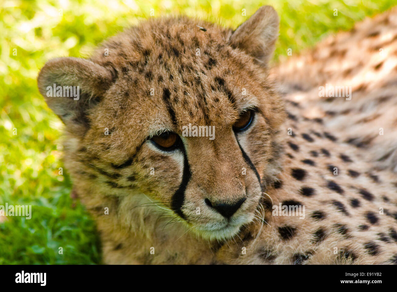 cheetah (Acinonyx jubatus Stock Photo - Alamy