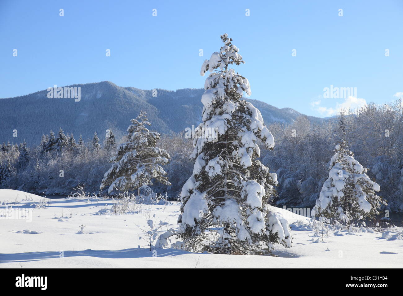 tree in winter Stock Photo - Alamy