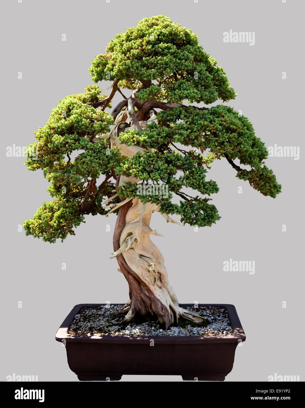 Japanese bonsai tree in pot isolated Stock Photo - Alamy