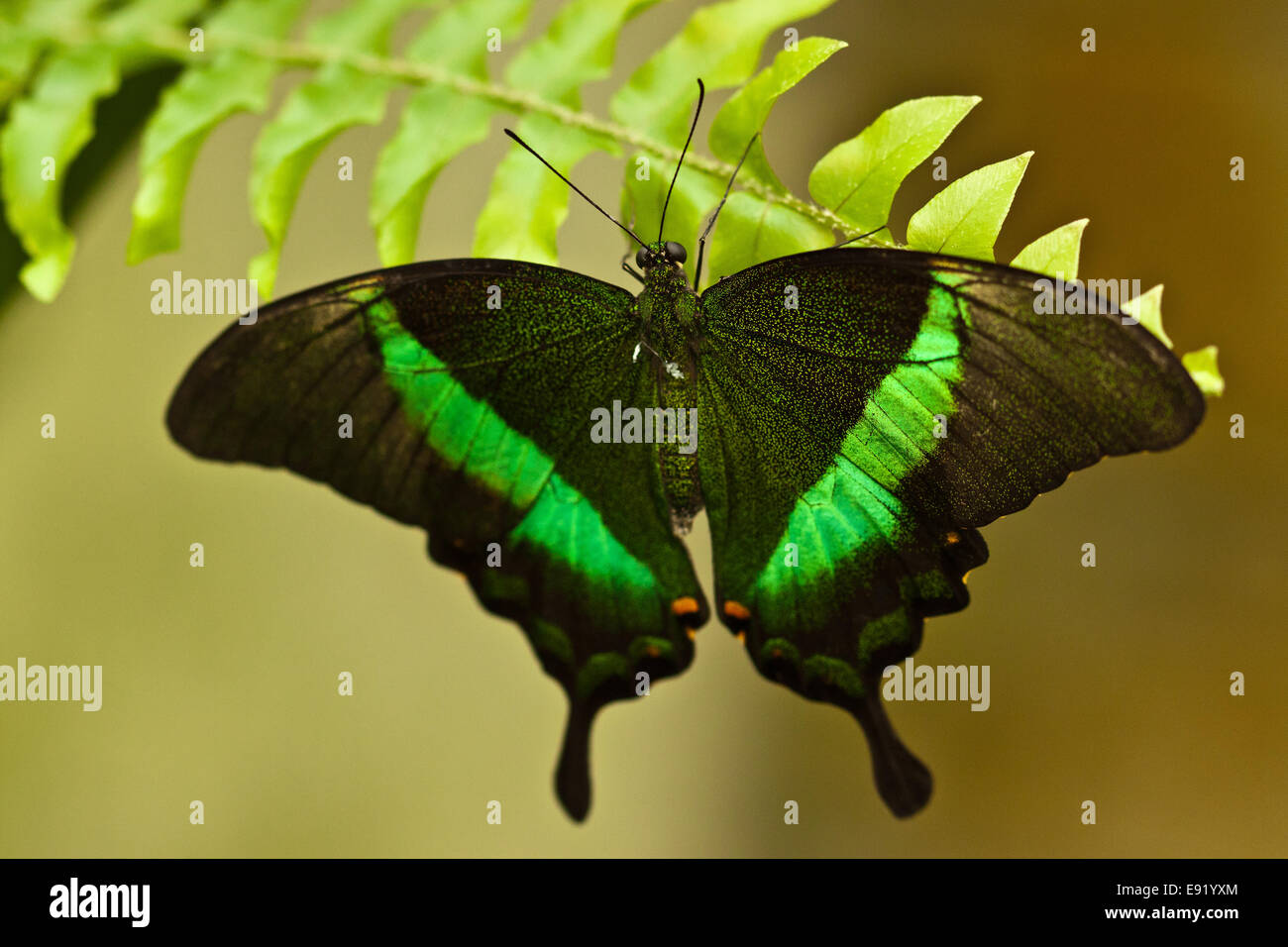 Emerald swallowtail hi-res stock photography and images - Alamy