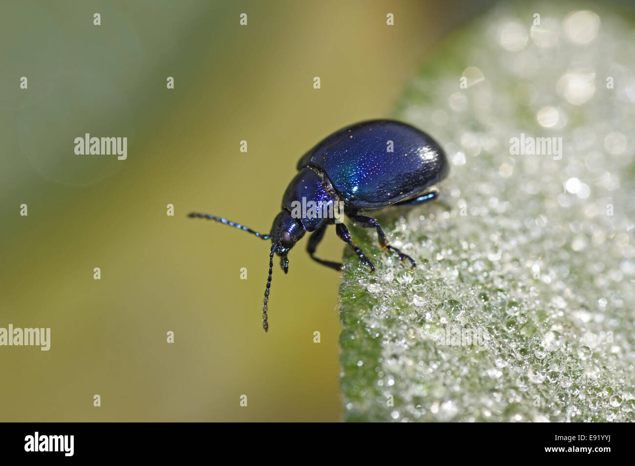 Beetle blue hi-res stock photography and images - Alamy