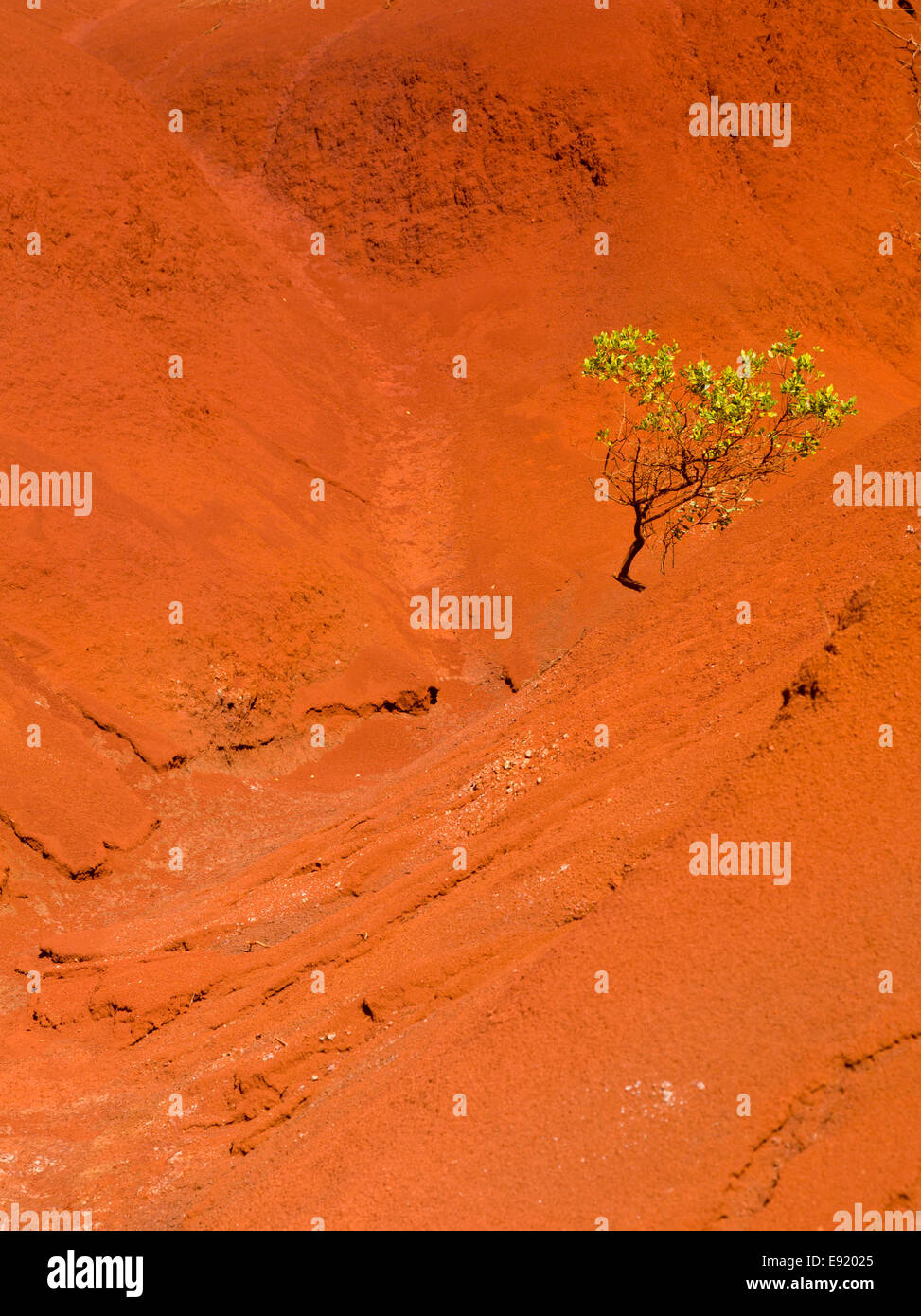 Single bush in dry red rocks Stock Photo - Alamy