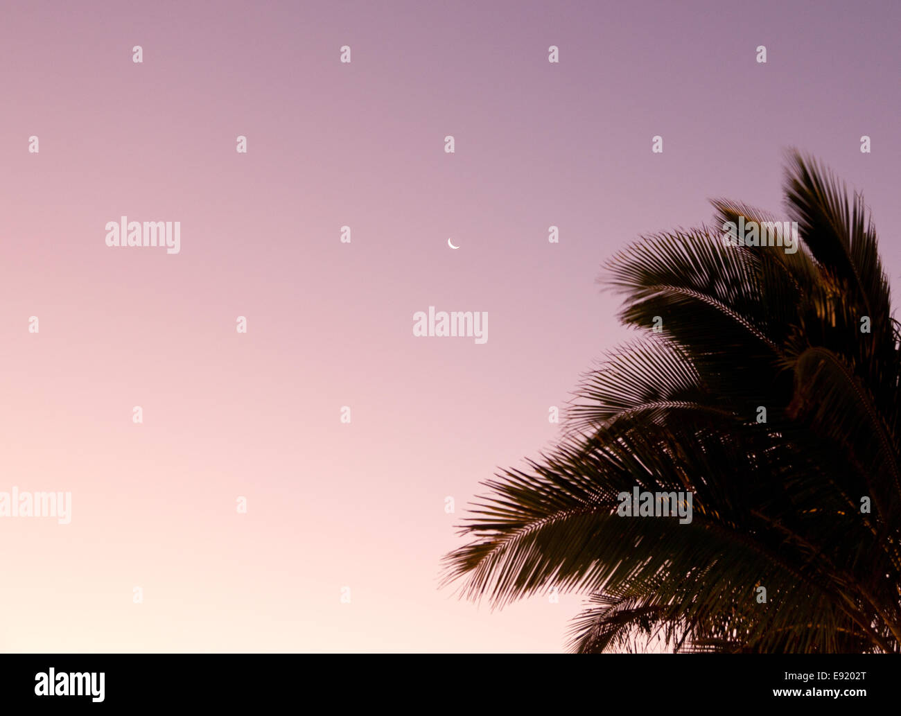 Crescent moon trees hi-res stock photography and images - Alamy