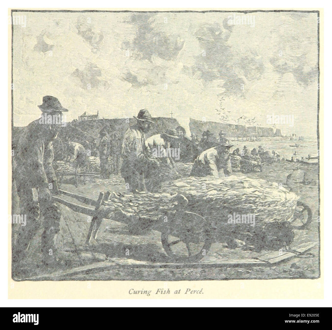 A vintage 1885 illustration depicting the process of curing fish at ...