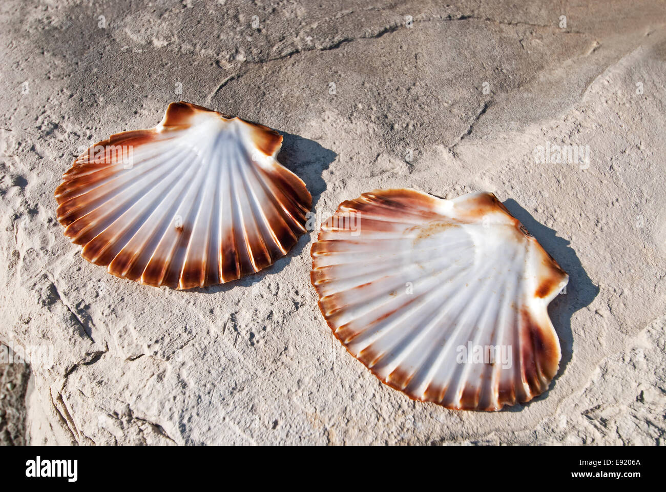 Struktur shell hi-res stock photography and images - Alamy
