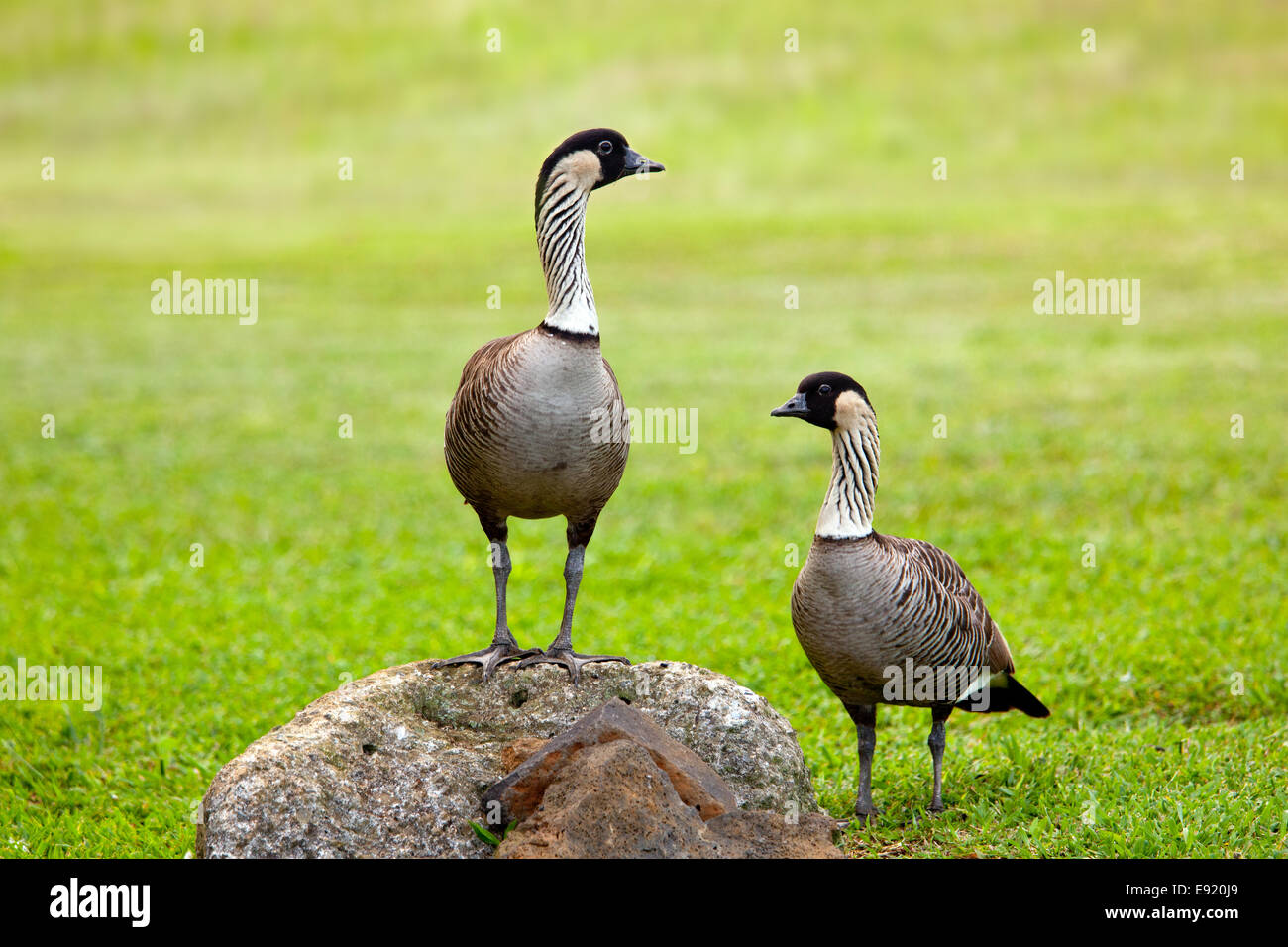 Pair of nene geese Stock Photo - Alamy