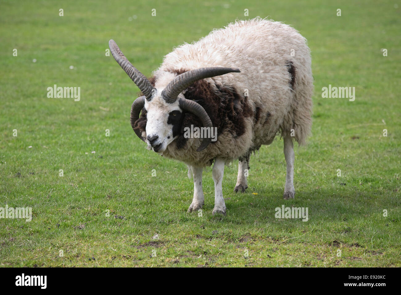 Single Jacobs sheep standing Scotland UK Stock Photo - Alamy