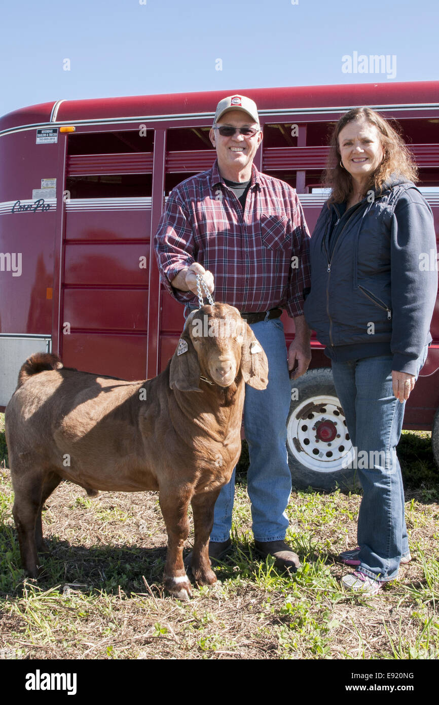 Male boer goat hi-res stock photography and images - Alamy