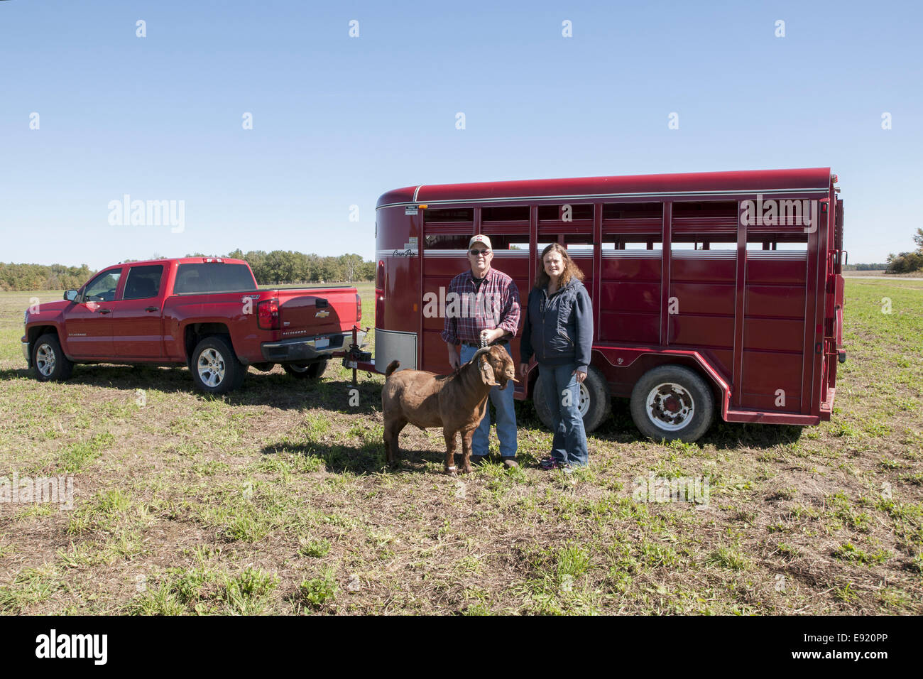 Goat truck hi-res stock photography and images - Alamy