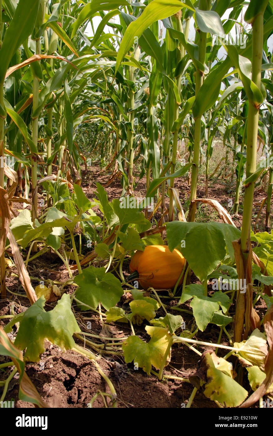 Growing pumpkin in corn Stock Photo - Alamy