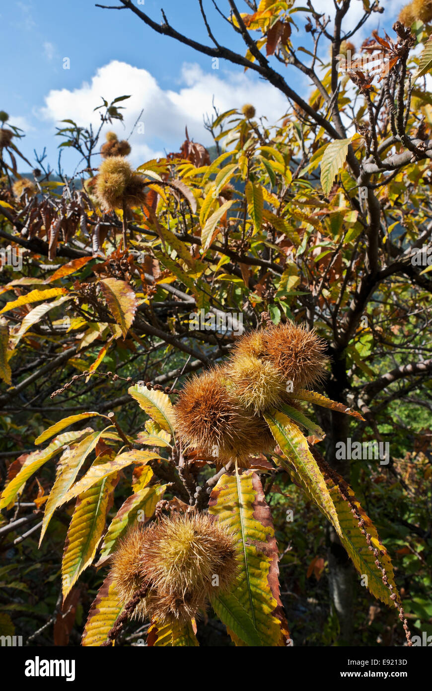 Maroni hi-res stock photography and images - Alamy